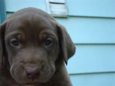 DSC English Pointer Lab Mix Puppies At Weeks Old Tifpar Flickr