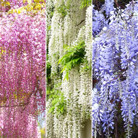 Wisteria Flowers Images At Joseph Deen Blog