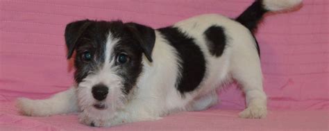 Груминг студия Красотуля м Дыбенко пр Больше ☑️Гигиенический и комплексный уход для собак