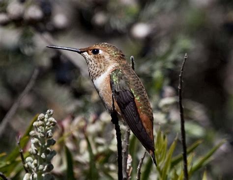 Pictures And Information On Allens Hummingbird