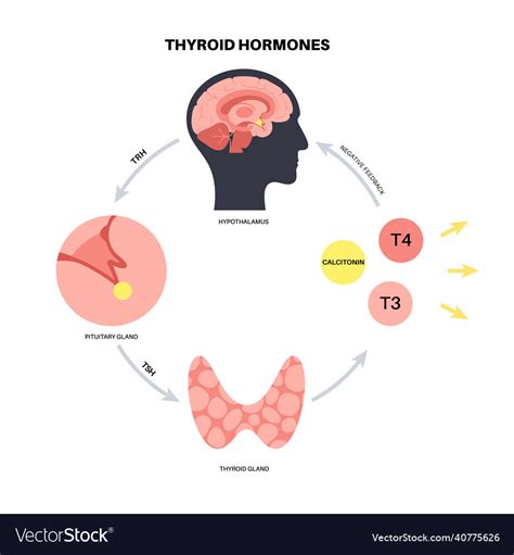 Thyroid Hormone System Diagram Royalty Free Vector Image