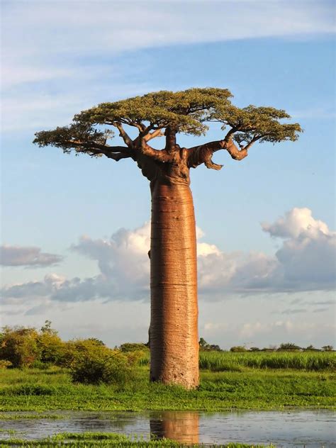 Art Is Derived From Natural Baobab Is The Bottle Tree ~ Art Craft