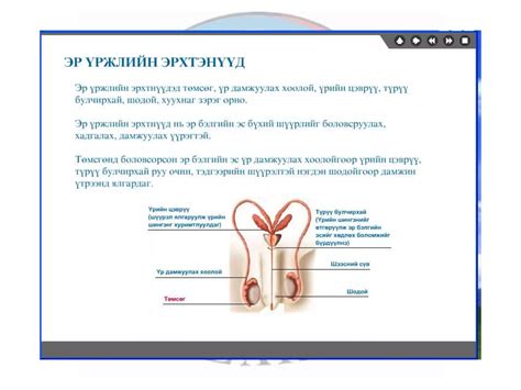 лекц 7 1 үржихүйн эрхтэн тогтолцоо Pptx