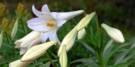 گل لیلیوم نمادها و 10 نوع مختلف روش کاشت گل هلند