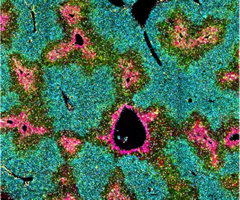 Hepatic Stellate Cells Control Liver Function And Regeneration Biorn Life Science Cluster