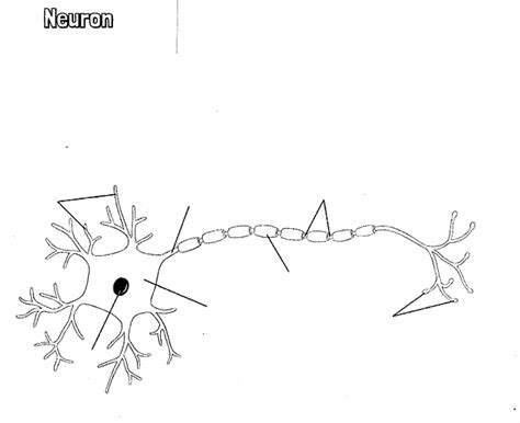 Neuron Diagram For Extra Extra Practice Diagram Quizlet Neuron Diagram For Extra Extra Practice Diagram Quizlet