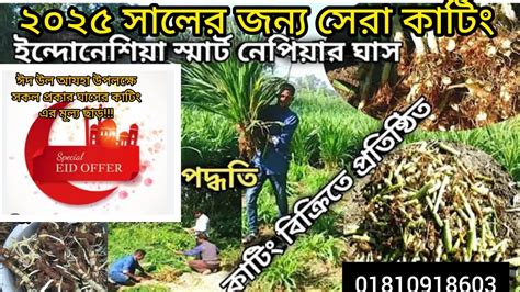 গরু ছাগল ভেড়া ও মহিষ পালনে ঘাসের যোগান শত ভাগ নিশ্চিত করতে ইন্দোনেশিয়ান স্মার্ট নেপিয়ার ঘাস