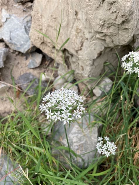 Allium Tuberosum Cultivated Eflora Of India