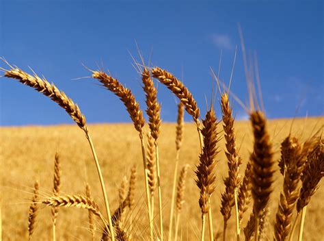 Intact Grains Vs Whole Grains Summer Tomato
