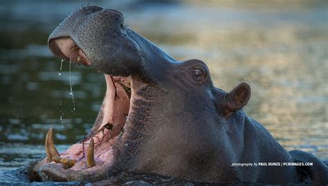 World Hippo Day Africas Hippos Targeted For Illegal Ivory Trade