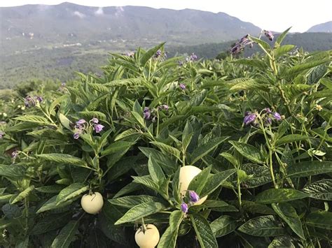 河南人参果种植基地人参果河南省能种吗河南有人参果吗第10页大山谷图库