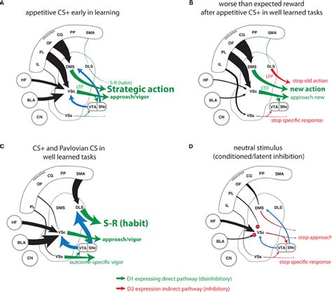 Simple Conceptual Model Of Cortico Limbic Processing In Different Download Scientific Diagram