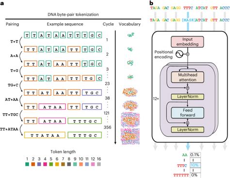 Dna 语言模型 Grover 学习人类基因组中的序列上下文 Nature Machine Intelligence X Mol
