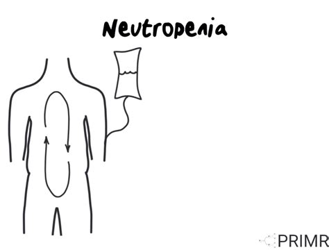 How Neutrophils Protect The Body From Infection David Grew Posted On The Topic Linkedin