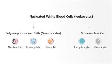 Isolate Cells From Blood Cell Separation Techniques