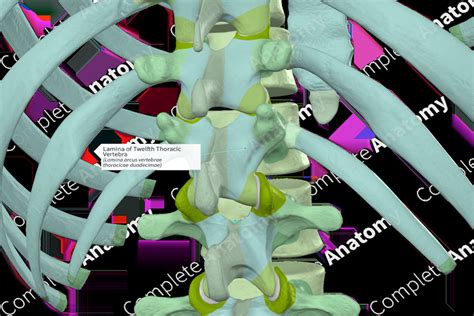 Lamina Of Twelfth Thoracic Vertebra Left Complete Anatomy