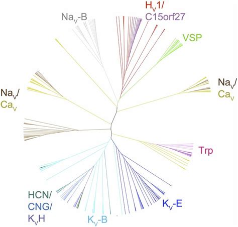 Phylogenetic Tree Constructed From The Multiple Sequence Alignment Of