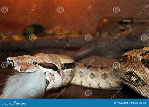 Reticulated Python Eat A Rat Stock Image Image Of Reptiles Snake