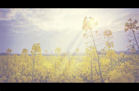 배경 화면 햇빛 경치 일몰 하늘 들 구름 분기 노랑 저녁 아침 안개 태양 정경 수평선 분위기 봄 따뜻한 햇살 유채 꽃 광선 나무 잎
