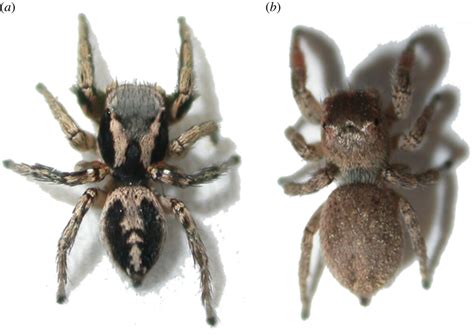 Sexually Dimorphic Dorsal Coloration In A Jumping Spider Testing A