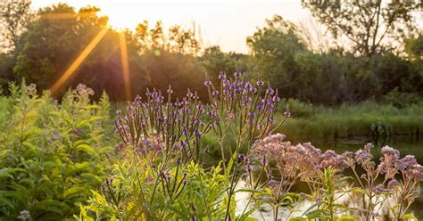 Nrcs Wa Announces Fy23 Eqip Riparian Buffer Program Natural Resources Conservation Service