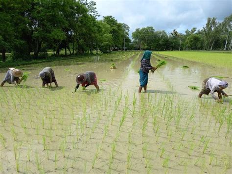 တောင်တွင်းကြီးမြို့နယ်တွင် မိုးစပါး ၃၄၇၉၆ ဧက စိုက်ပျိုးပြီးစီး Information And Public