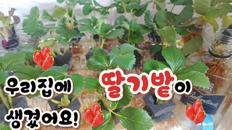 [딸기 수경재배] 가정에서 딸기를 기르고 수확하는 가장 쉬운 방법 Youtube