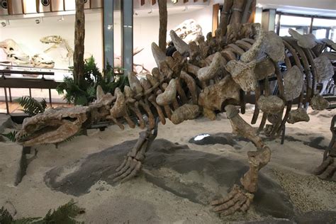 Ankylosaurus Skeleton