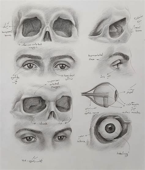 مطالعه آناتومی چشم، برای طراحان، نقاشان و مجسمه سازها Göz çizimi Portre Çizim