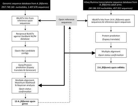 Outline Of The Search Pipeline Used To Identify Putative Opsin Download Scientific Diagram