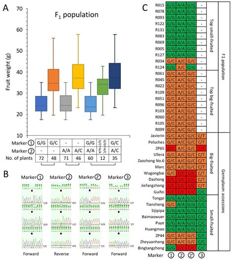 Single Nucleotide Polymorphism Markers Closely Associated With Fruit Download Scientific