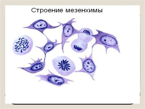 Презентация на тему ОБЩАЯ ХАРАКТЕРИСТИКА И КЛАССИФИКАЦИЯ МЕЗЕНХИМНЫХ ТКАНЕЙ СОБСТВЕННО