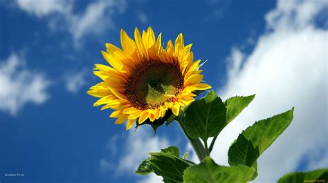 Обои Цветы Подсолнухи обои для рабочего стола фотографии цветы подсолнухи небо солнечный
