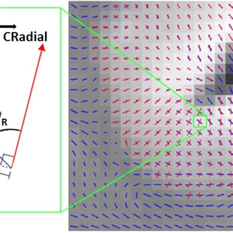 Example Of The Cortical Diffusion Data For One Representative Region Download Scientific