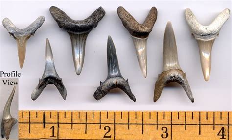 Reef Shark Teeth Identification