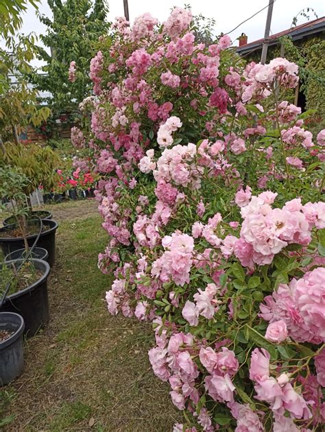 იელის ვარდები Facebook