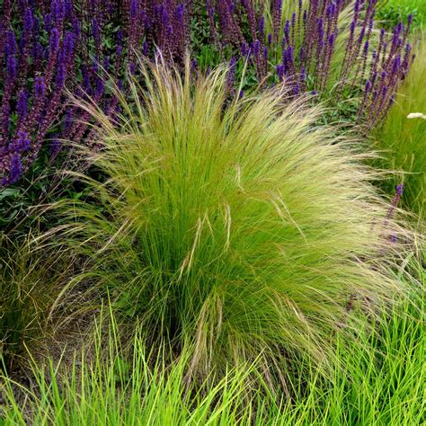 Grass Seeds Mexican Feather Grass Grass Seeds In Packets And Bulk Eden Brothers