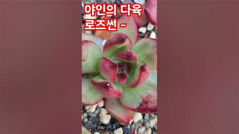 행복 가득한 밤 되세요 ~ 임영웅 파종이 실생 다육 다유기 다육이 다육식물 반려식물 다육판매 다육이판매 다육이키우기 다육인스타그램 매혹이 청주