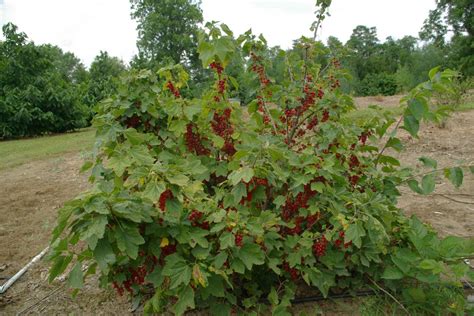 Black Currant Bush