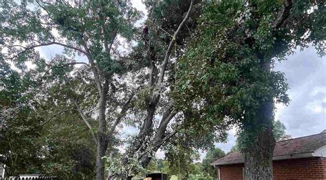 Tree Cabling Best Practices Reinforce Protect Your Trees