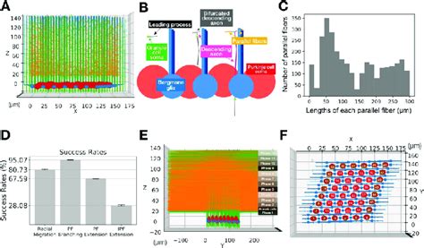Granule Cell Migration Model As An Environment For Purkinje Cell