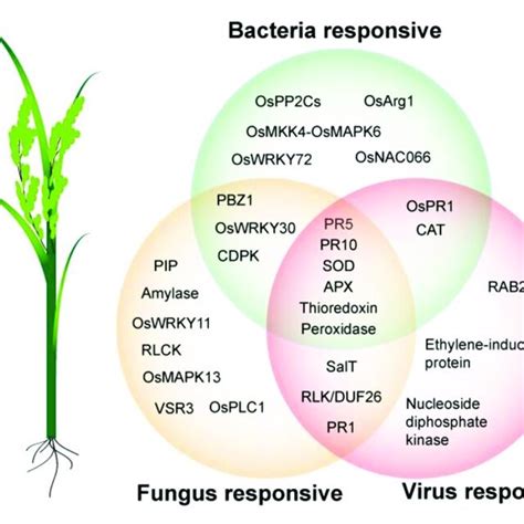 Proteomics Investigation Of Rice Microbe Interactions Interactions Download Scientific Diagram
