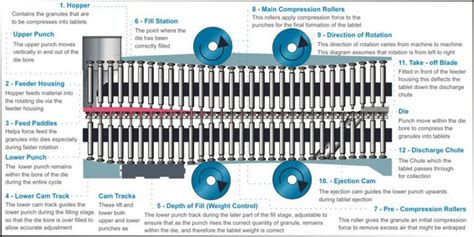 Figure 12 Stages In Tablet Compression Saintytec
