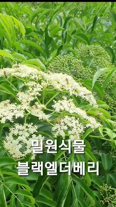 밀원식물블랙엘더베리 Flowers Youtube