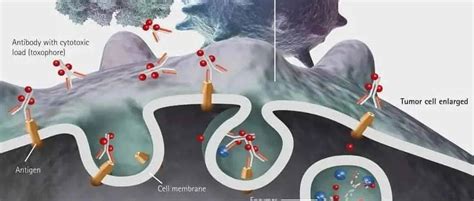 Fda批准的adc代表性结构药物linker弹头