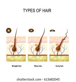 Types Hair Straight Wavy Kinky Cross Stock Vector Royalty Free