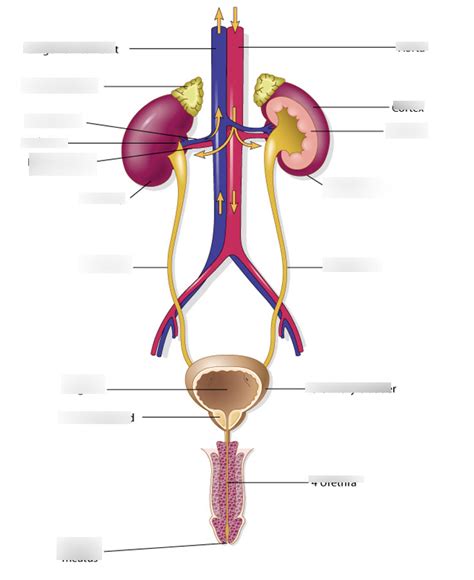 Extended 2 Diagram Quizlet