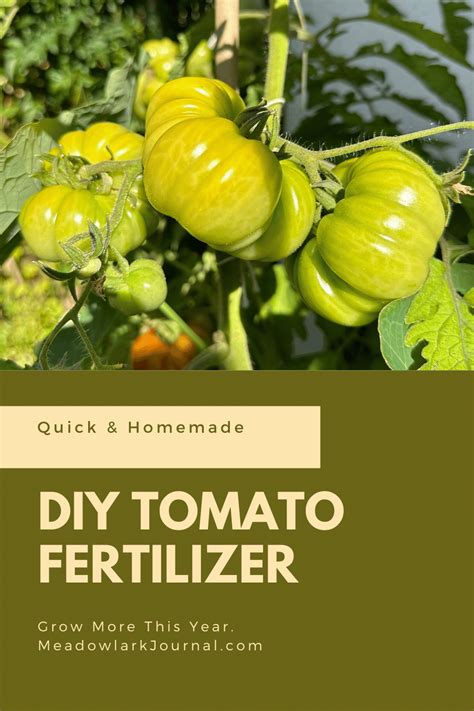 Quick Homemade Tomato Fertilizer — Meadowlark Journal