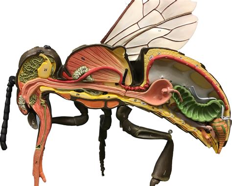 Unit 10 Apis Bee Diagram Quizlet