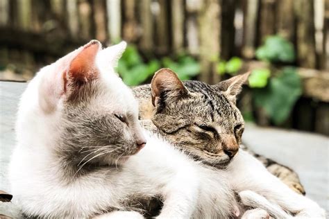 Why Do Cats Lick Each Other Reasons You Should Know I Discerning Cat